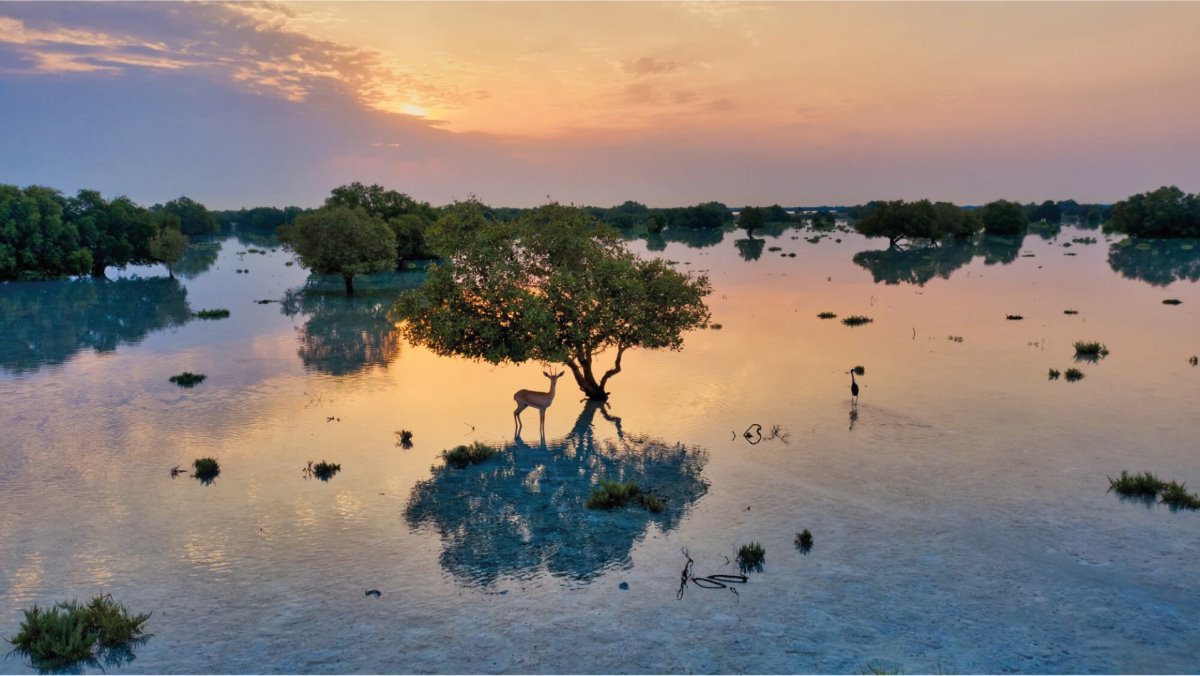 Sustainability At BSAK | British School Al Khubairat (BSAK)